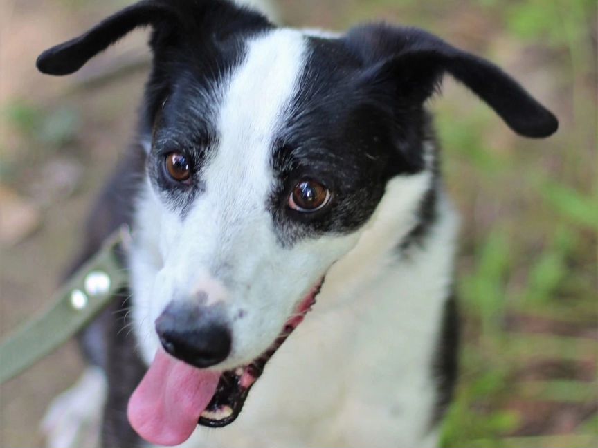 Собачка Боня ищет дом