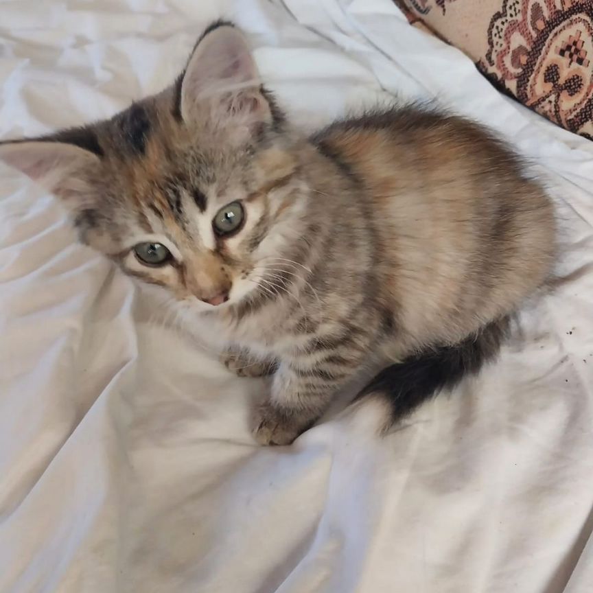 Котята бесплатно