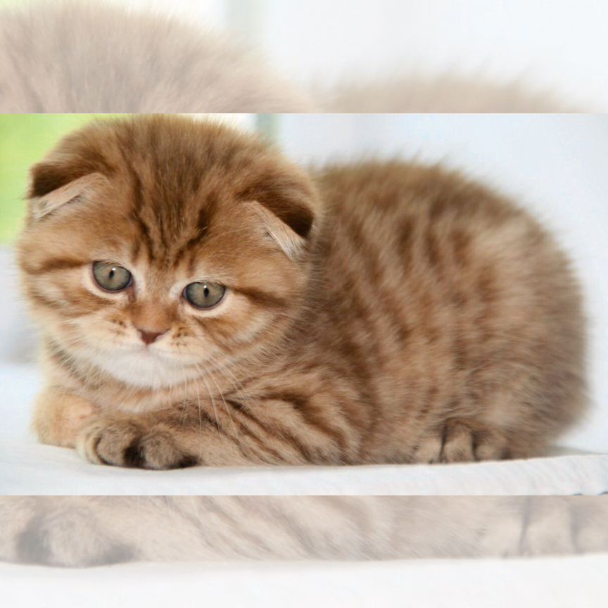 Шотландские котята, вислоушки и прямоушки