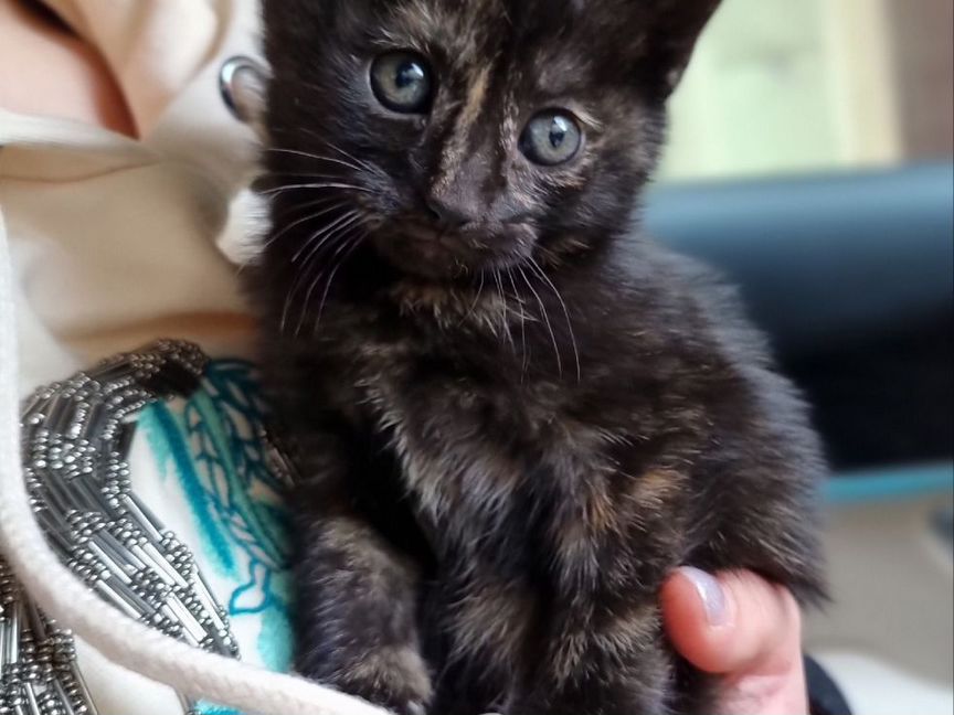 Маленький котенок девочка