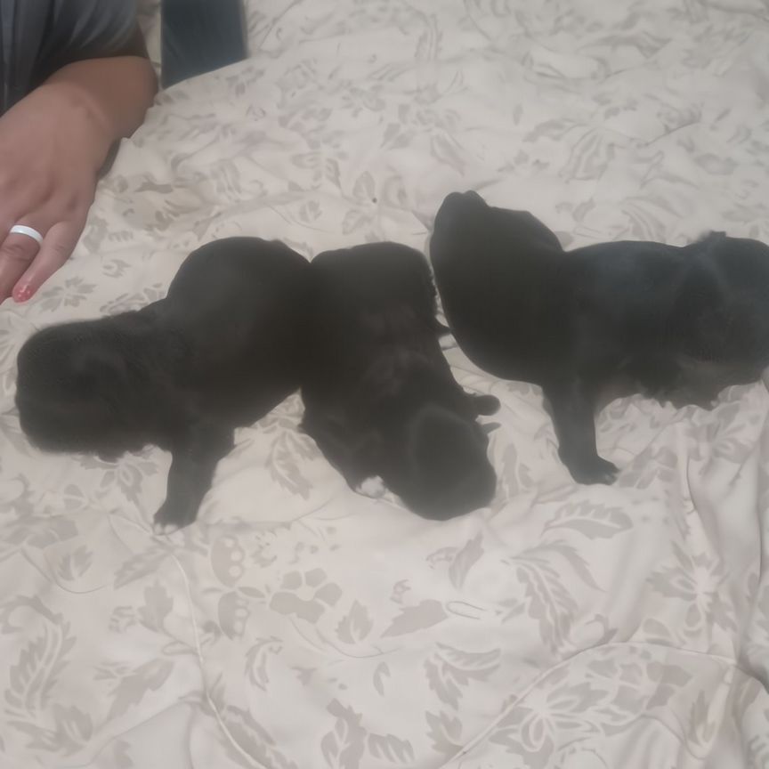 Японский хин, щенок