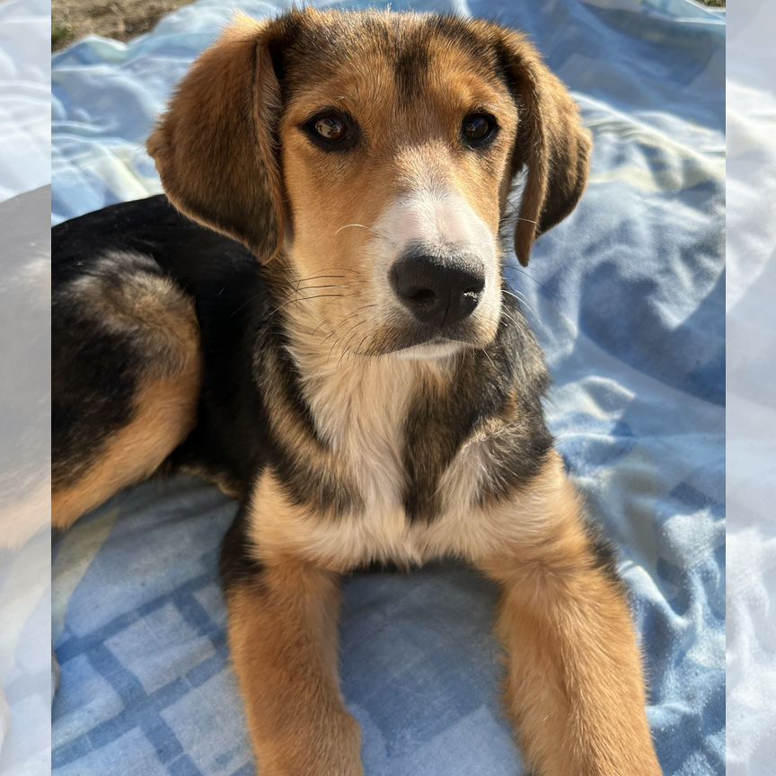 Щенок в добрые руки