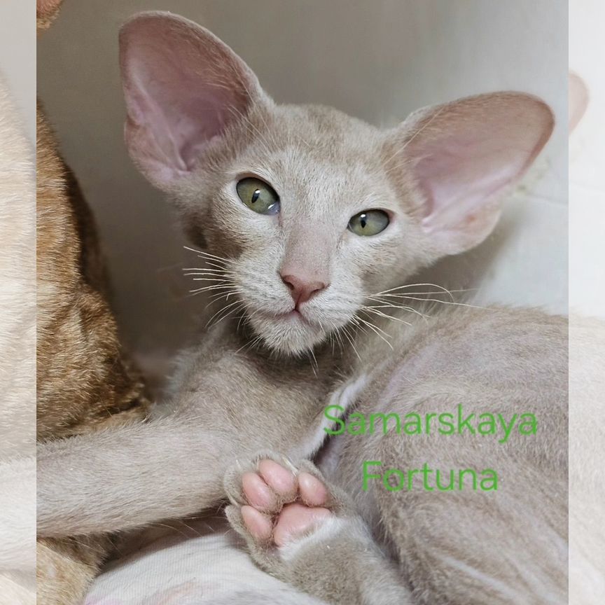 Ориентальные котята