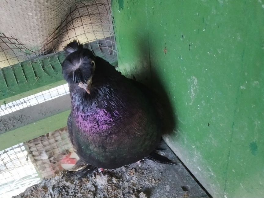 Голуби узбеки