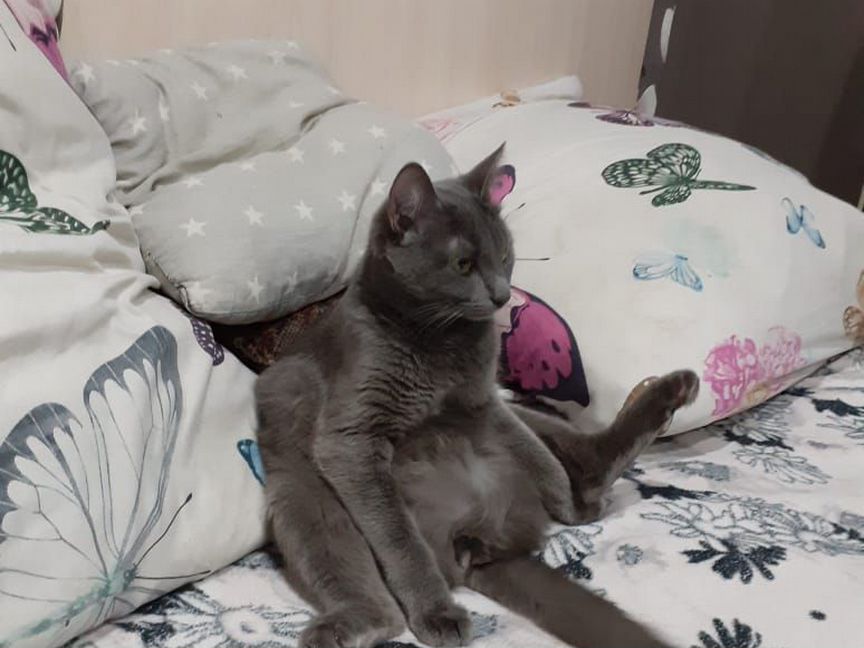 Отдам в добрые руки кошечку
