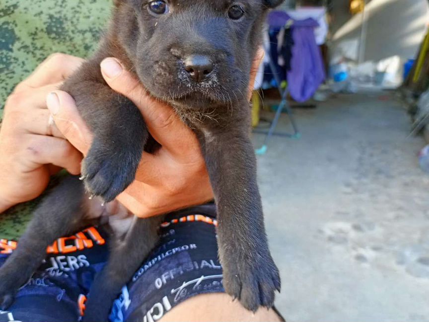 Помесь шарпея