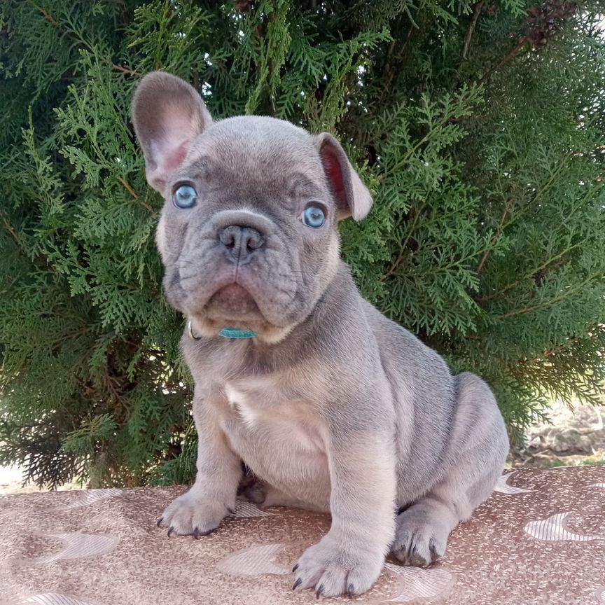 Французский бульдог щенок