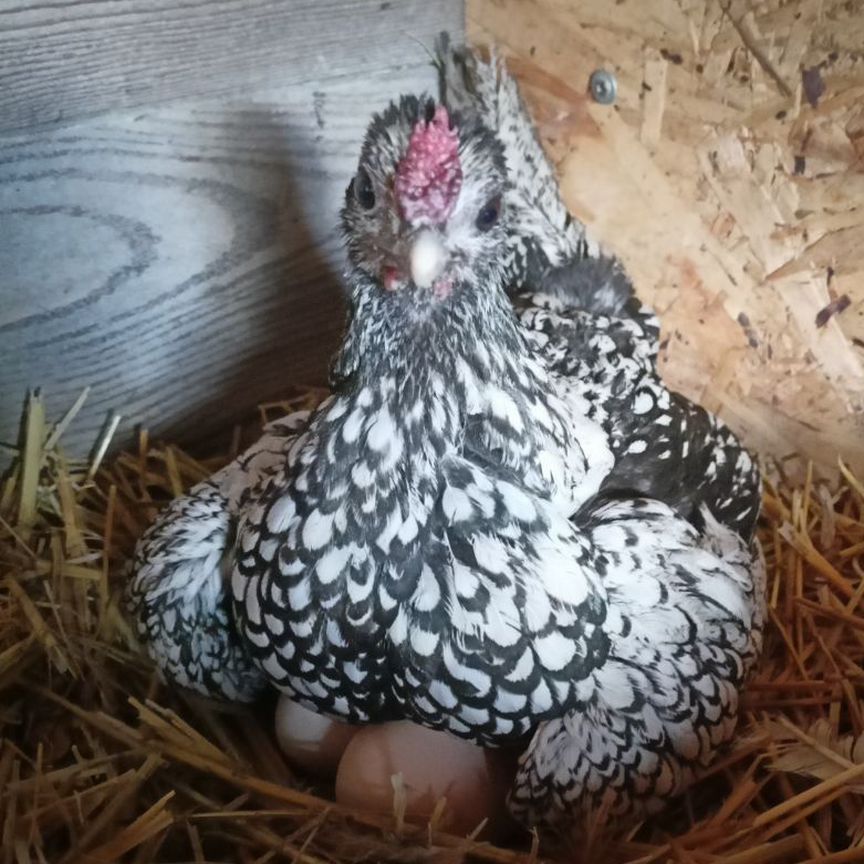 Инкубационное яйцо