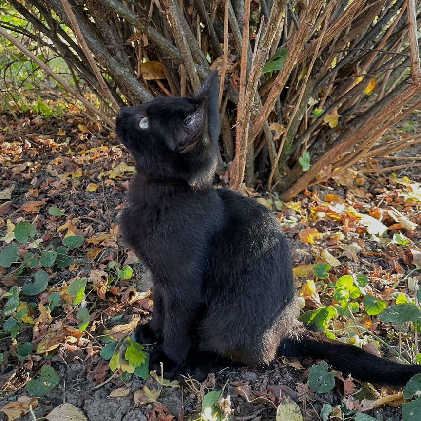 Котёнок