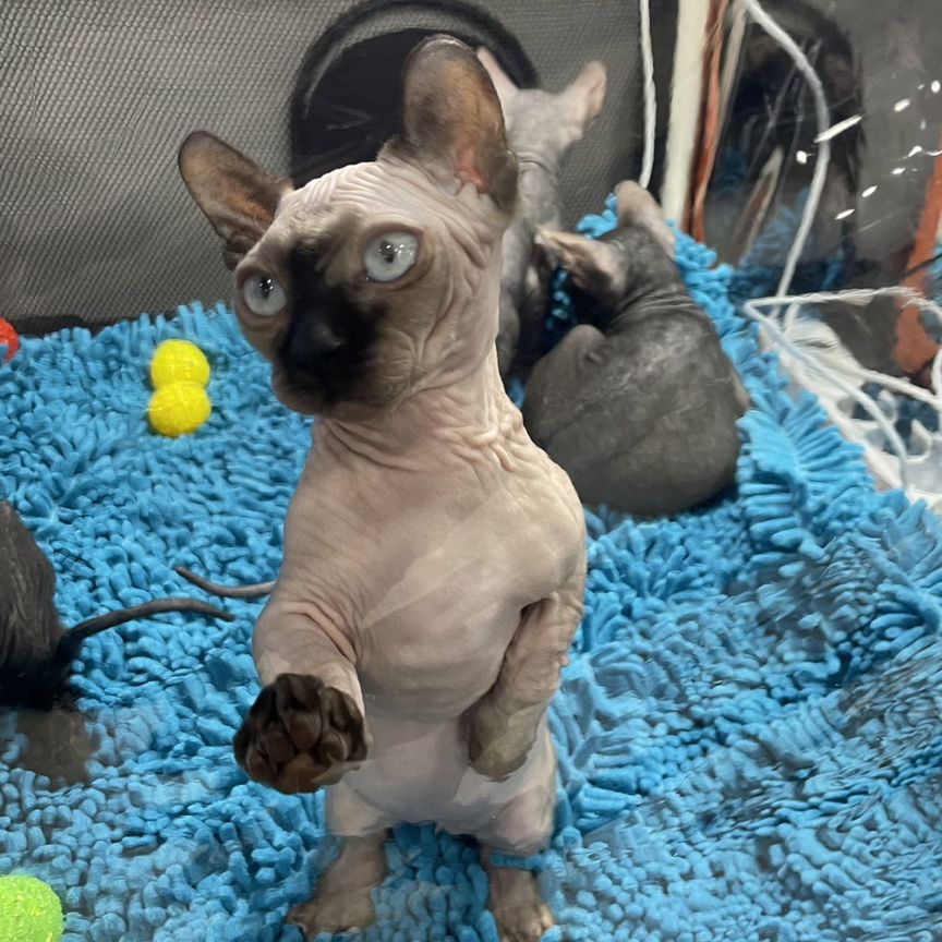 Двельф котёнок