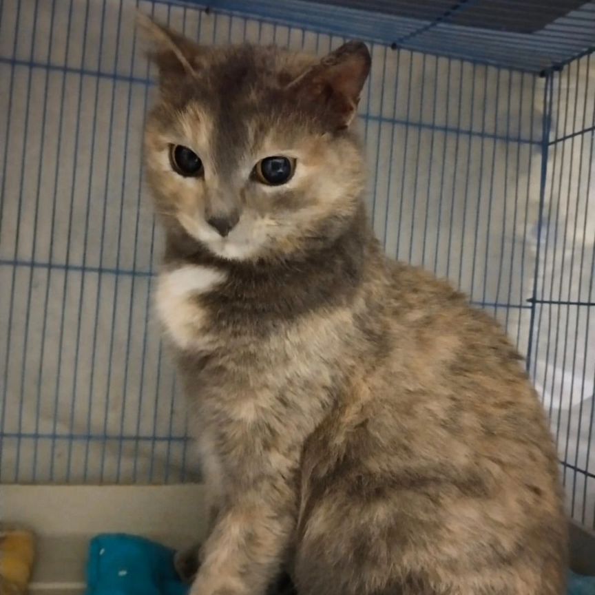 Кошечка Валентинка