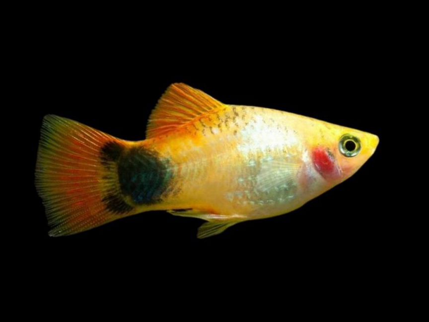 Пецилия Микки Маус