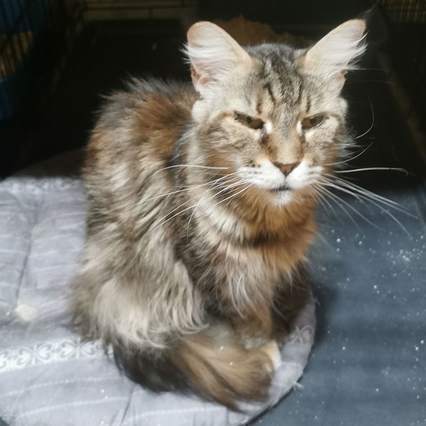 Мейн-кун в добрые руки