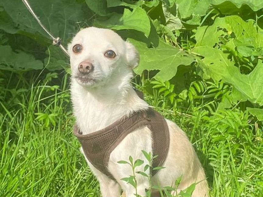 Очаровательная малышка ищет дом