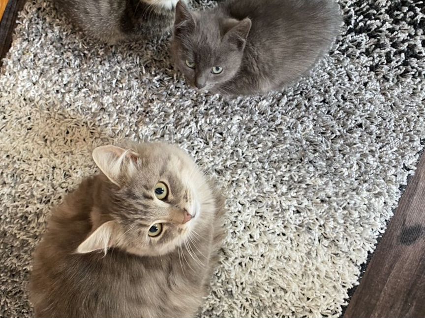 Котята в добрые руки