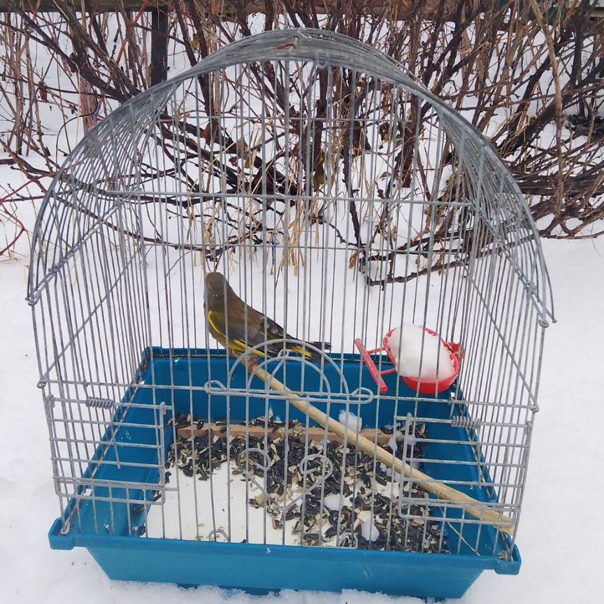 Птица клест