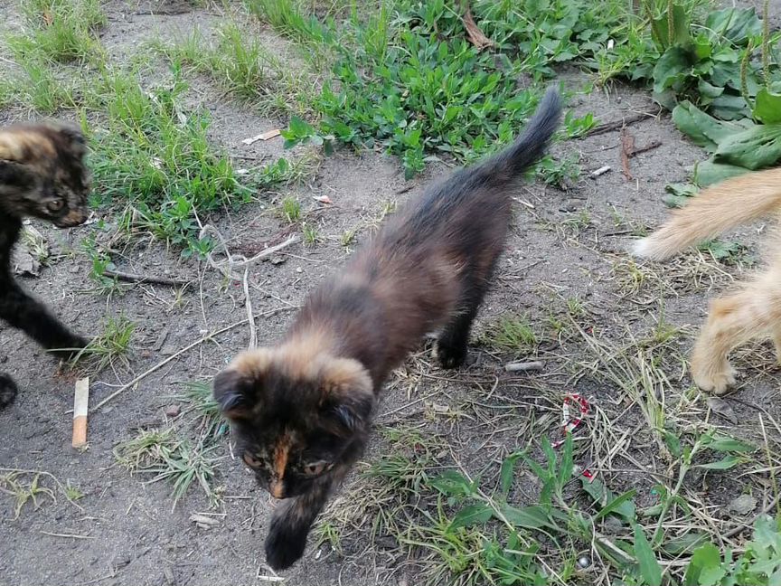 Котята в добрые руки вислоухие