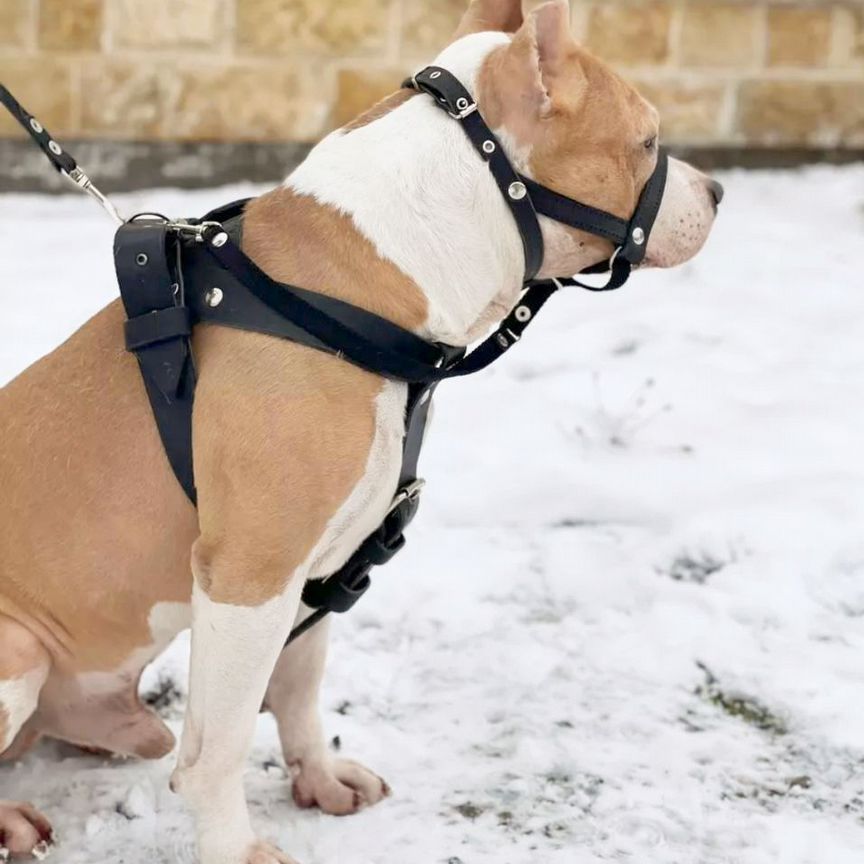 Халти недоуздок для средних и крупных собак