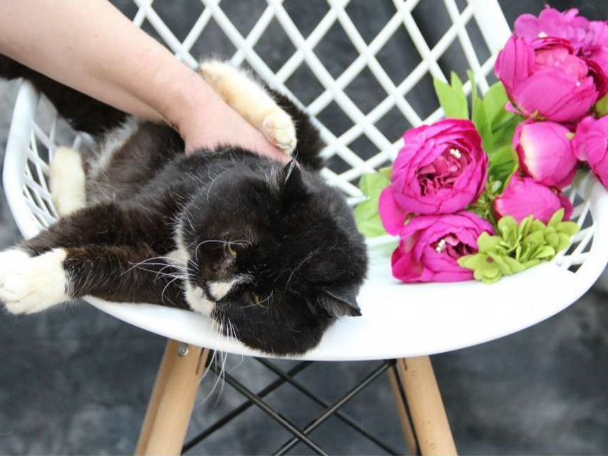 Очень ласковый котик