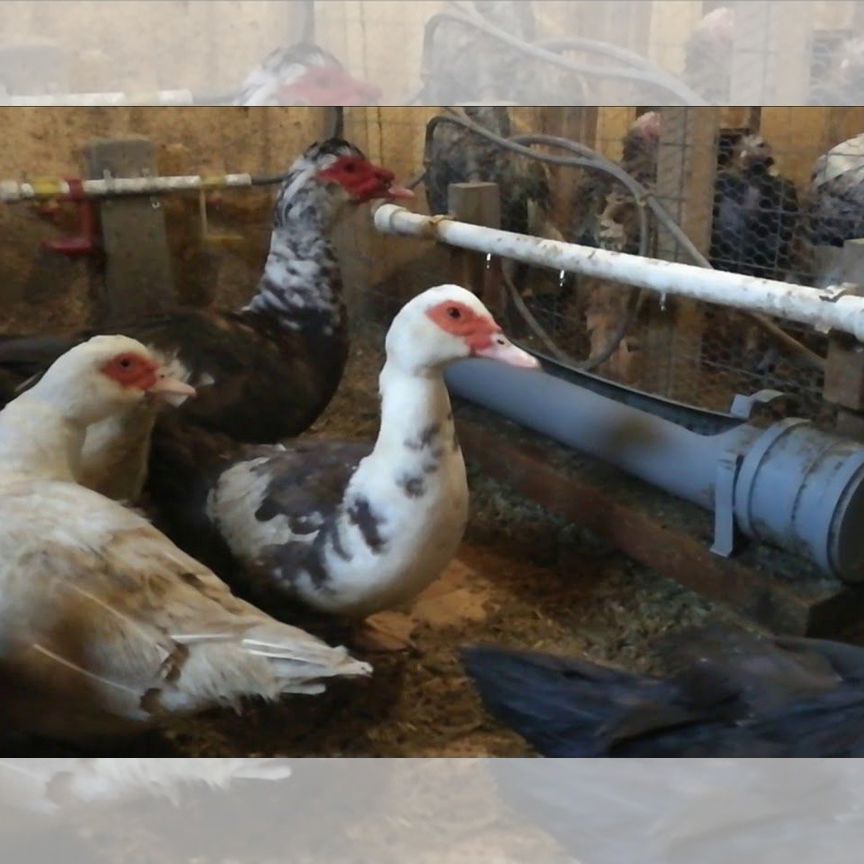 Продаю индоуток