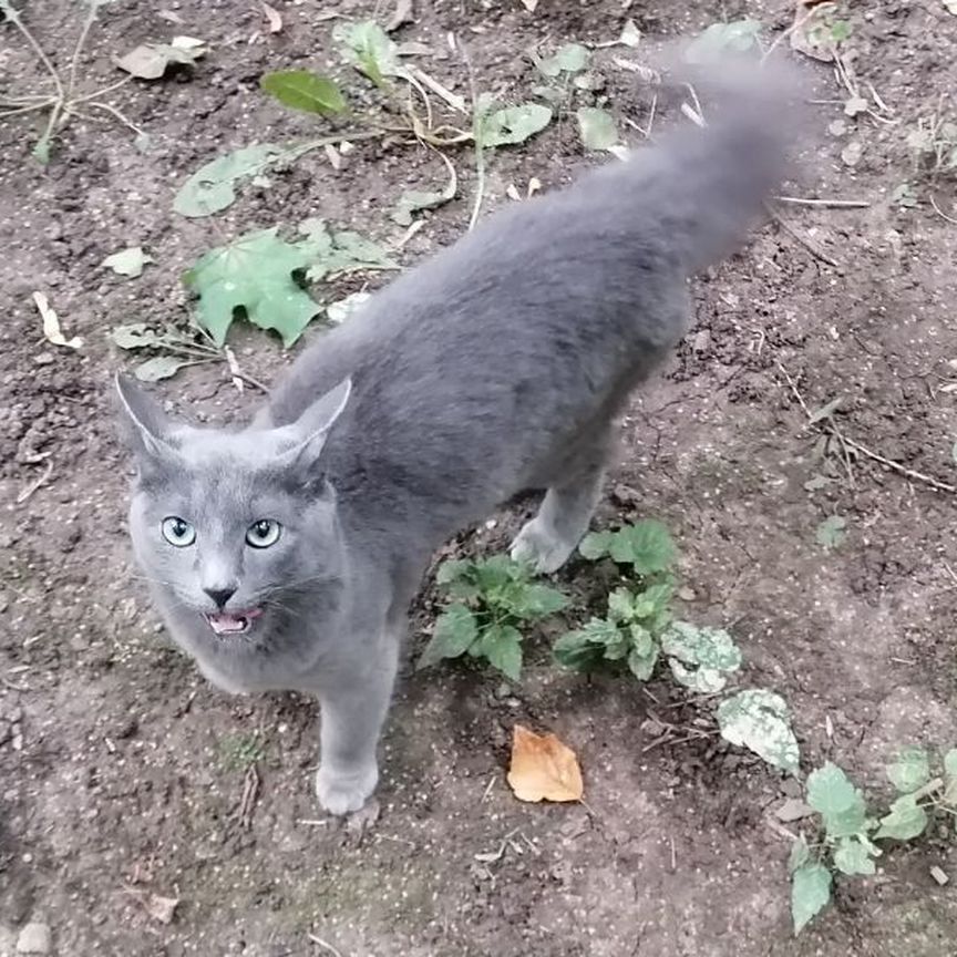 Молодой котик