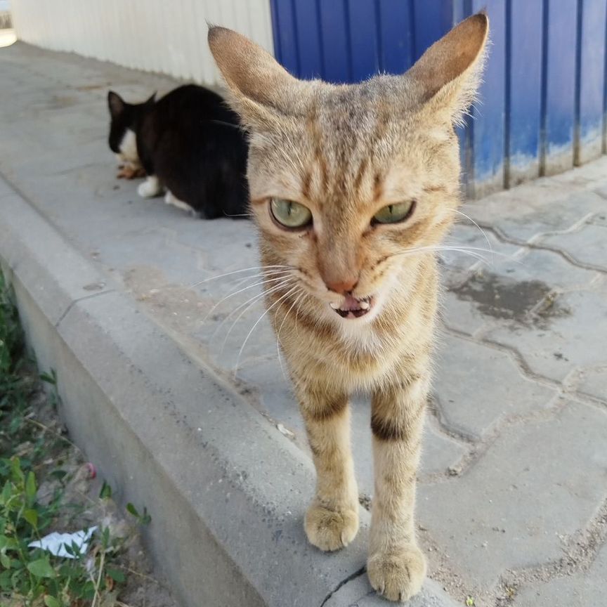 Кошка в добрые руки