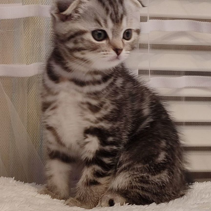 Шотландские вислоухие котята
