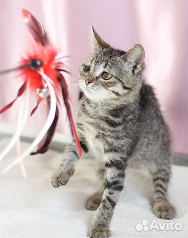 Котенок Нафаня ждет своего хозяина