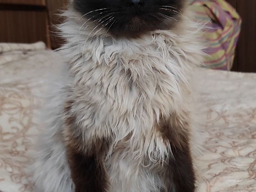 Кошки