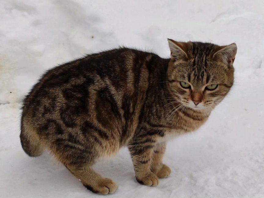 Хозяева выбросили в морозы и уехали.Котенок 8 мес