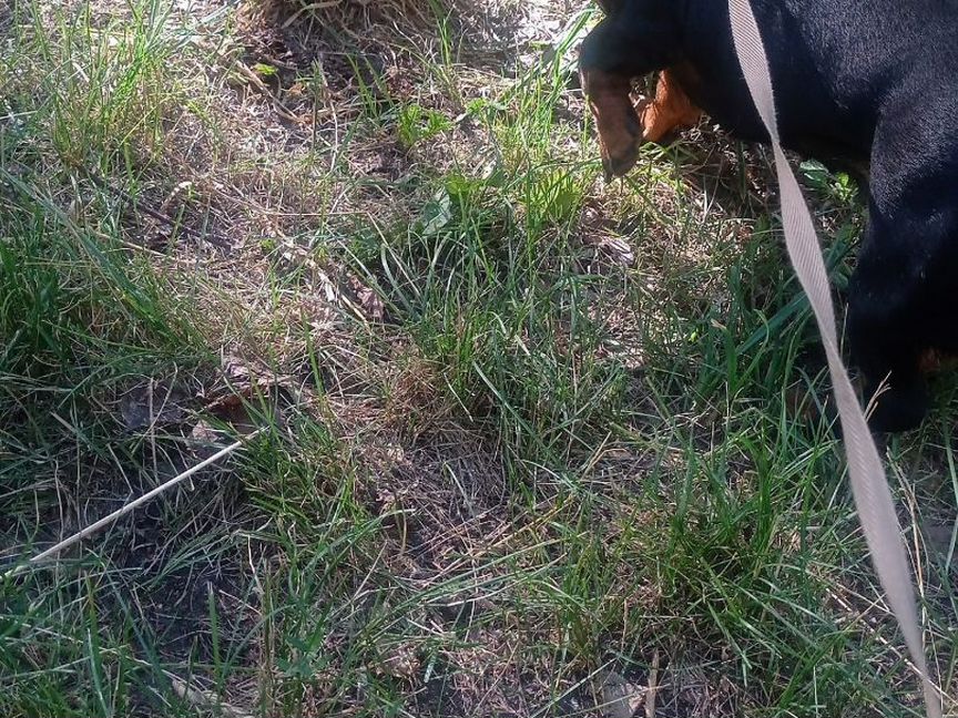 Собаки бесплатно такса