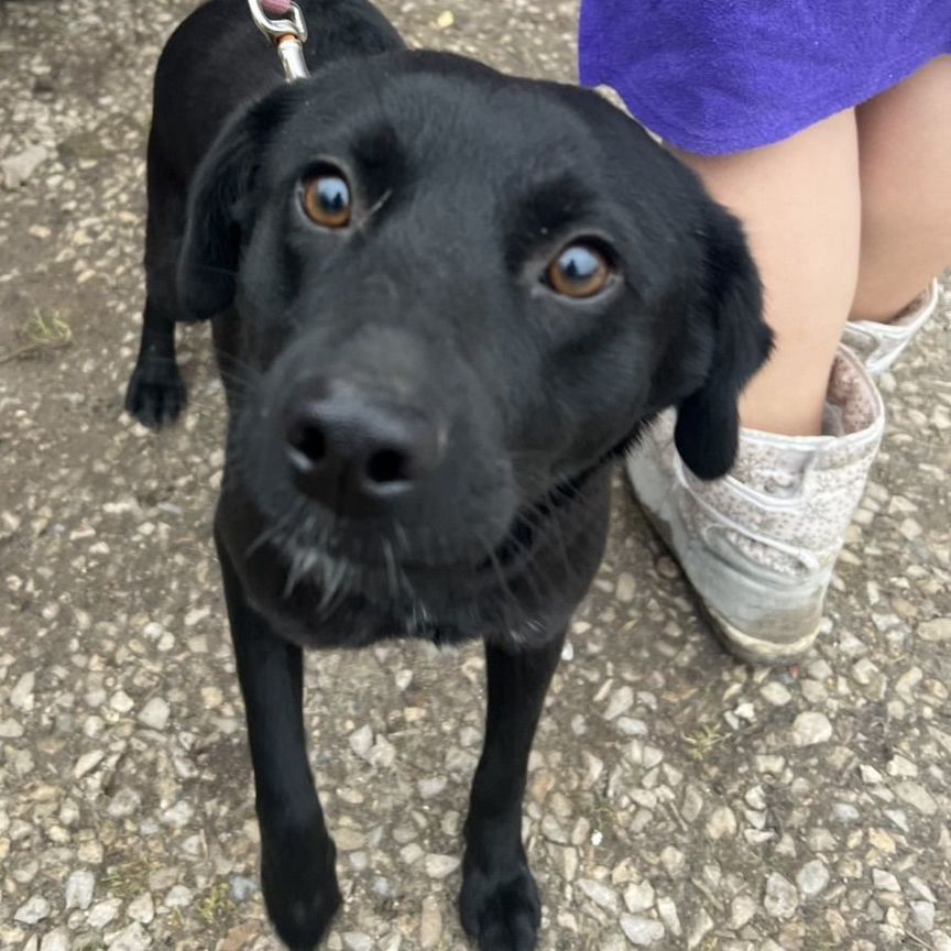 Щенок в добрые руки