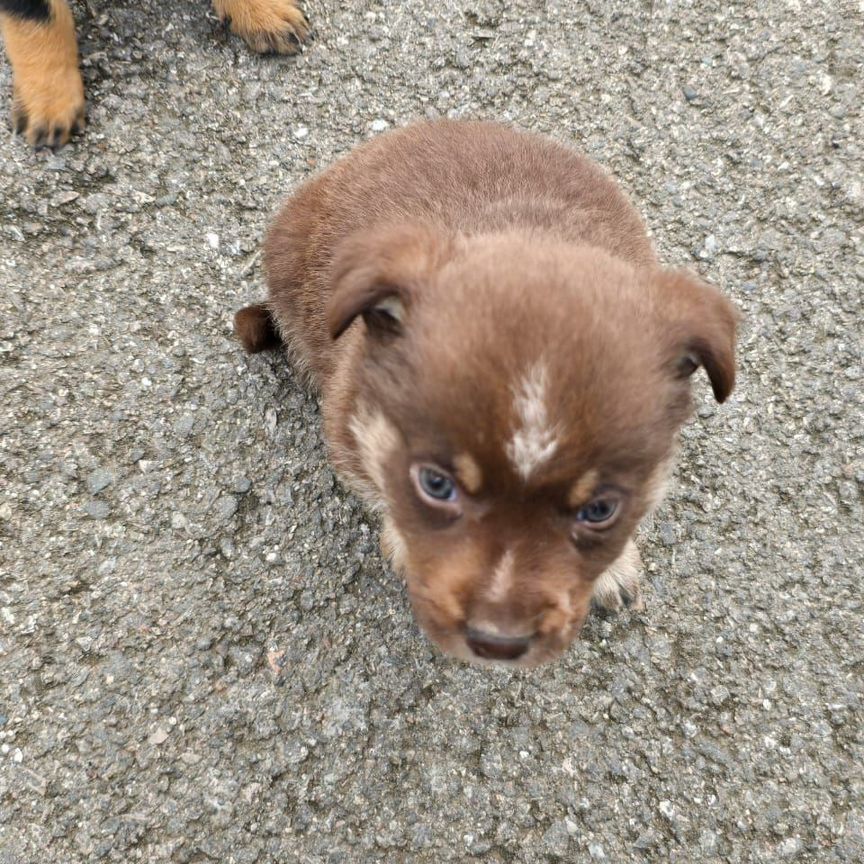 Щенка выбросили в мешке