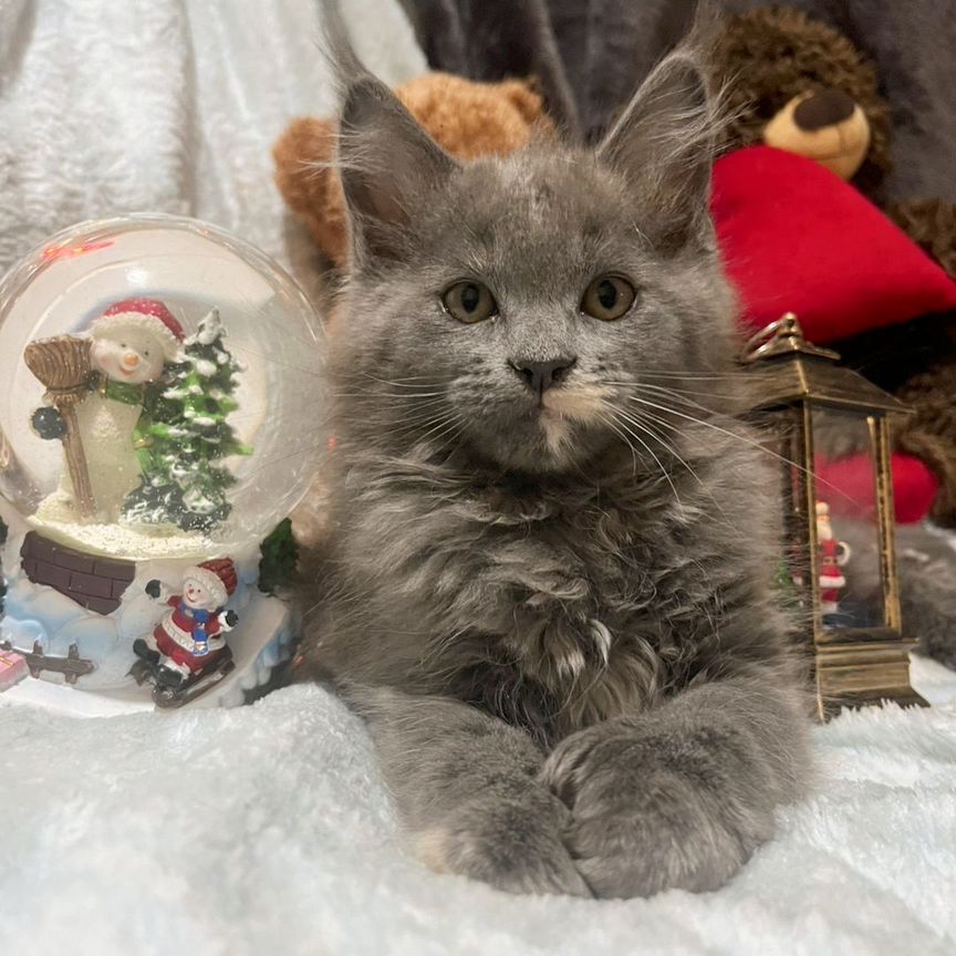 Котенок Мейн-кун полидакт девочка