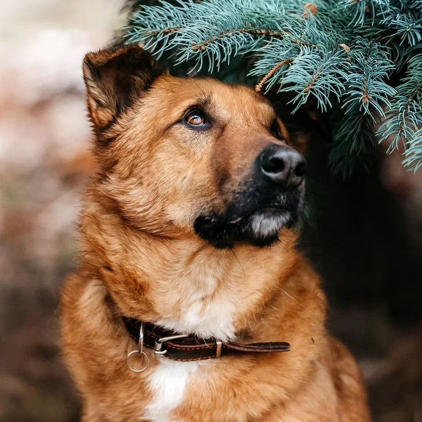 Собака Руфус из приюта в добрые руки