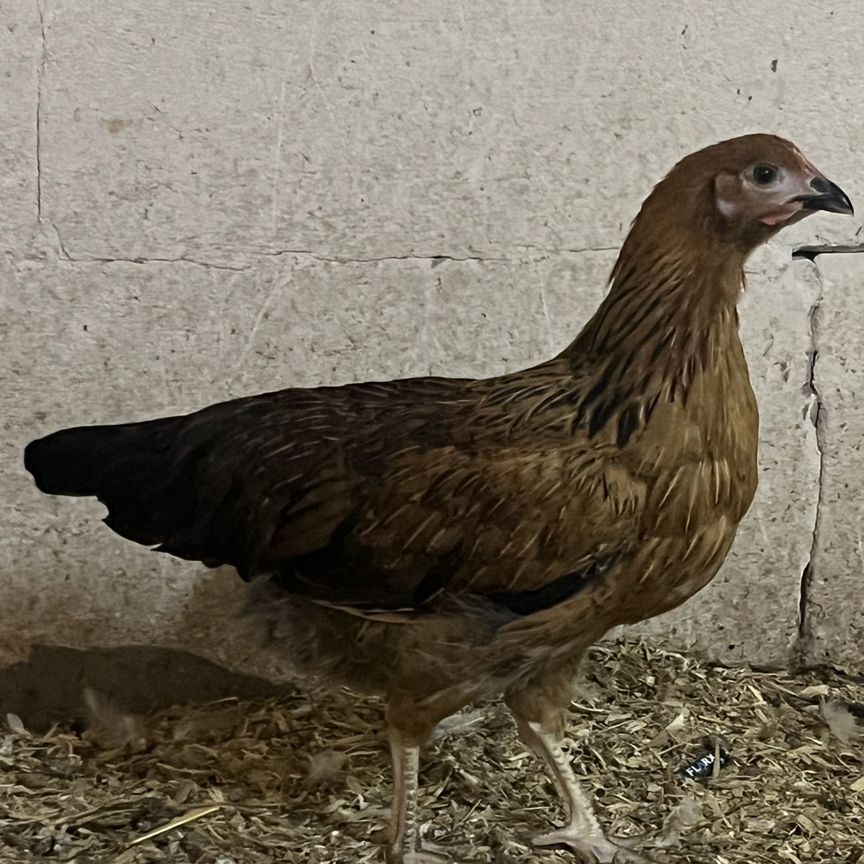 Куры молодки несушки