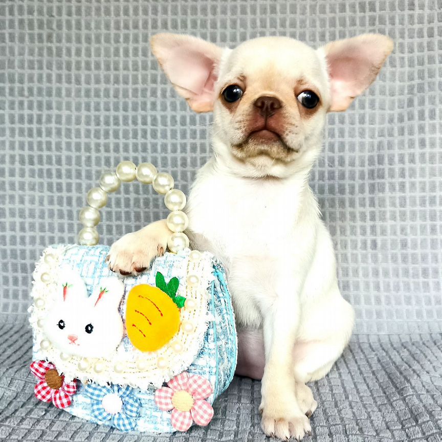 Девочка крем чихуахуа