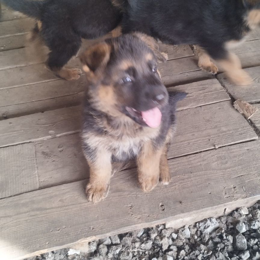 Продам щенка немецкой овчарки