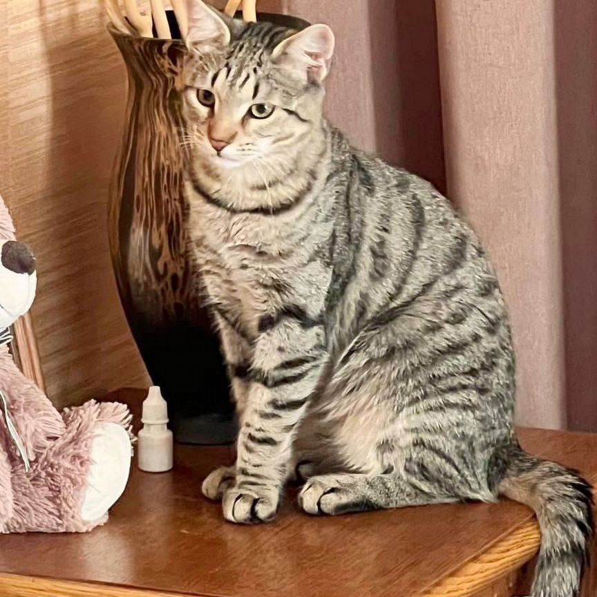 Коту плохо на передержке, в добрые руки