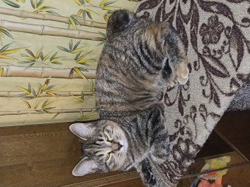 Кошечка курильского бобтейла