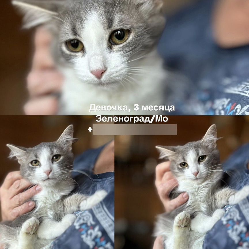 Скромная котенок девочка в дар