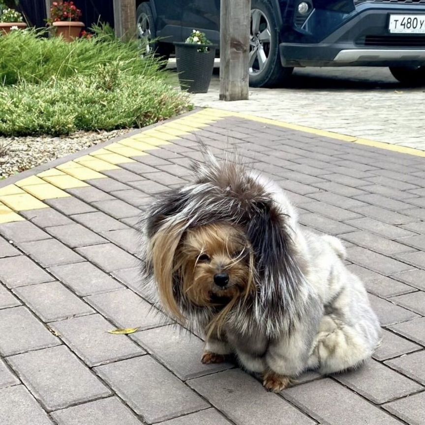 Шубка для собачки норковая натуральная