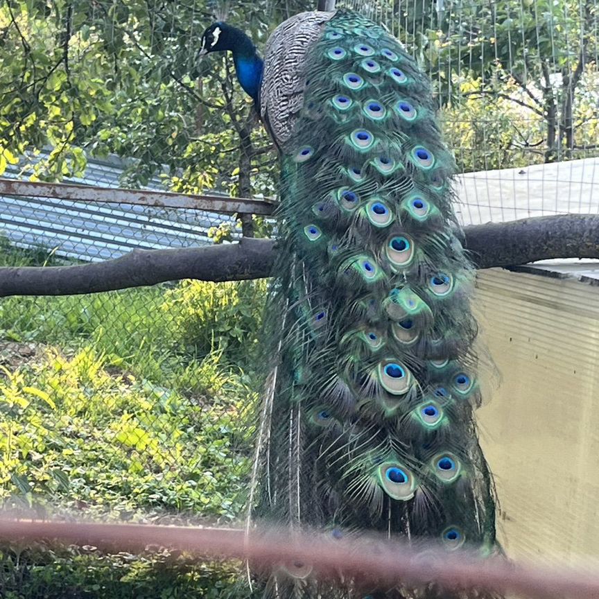 Павлины самцы