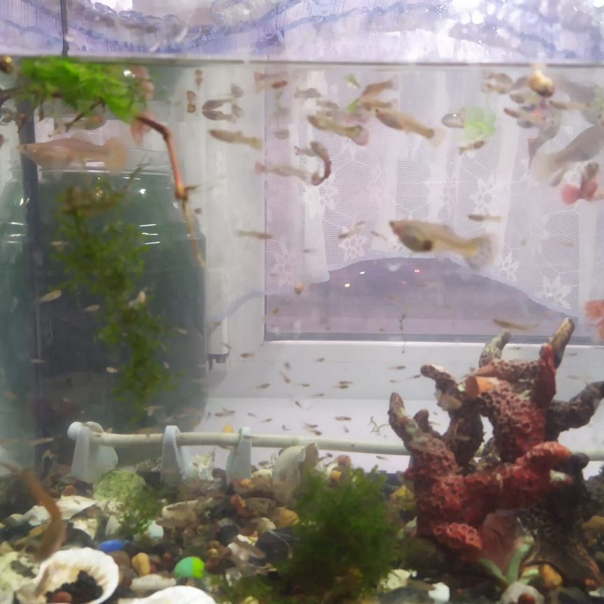 Мальки для аквариума