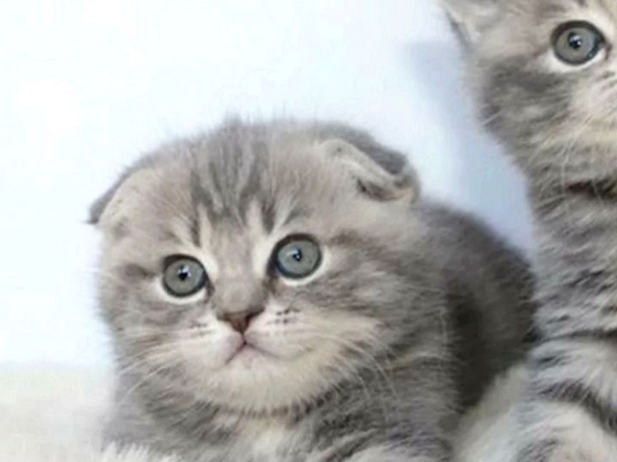 Вислоухие Котята) Плюшевые Мишки