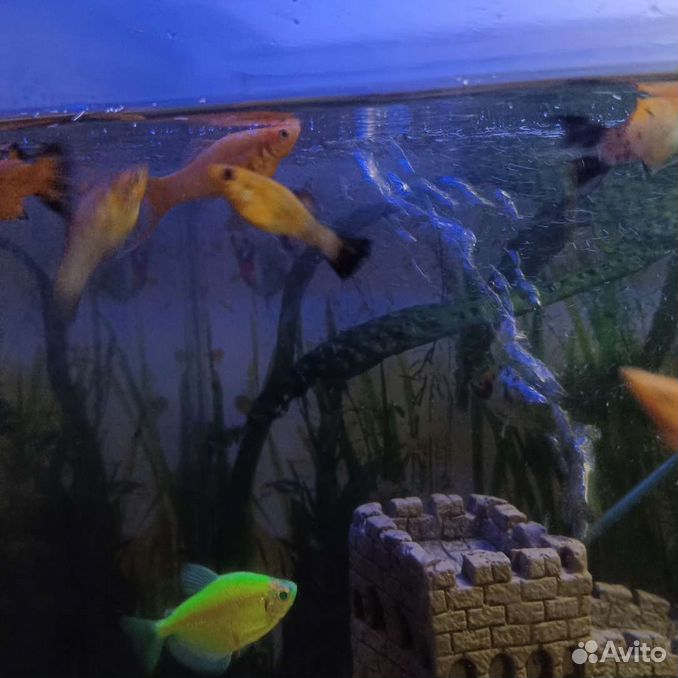 Рыба. Моллинезии