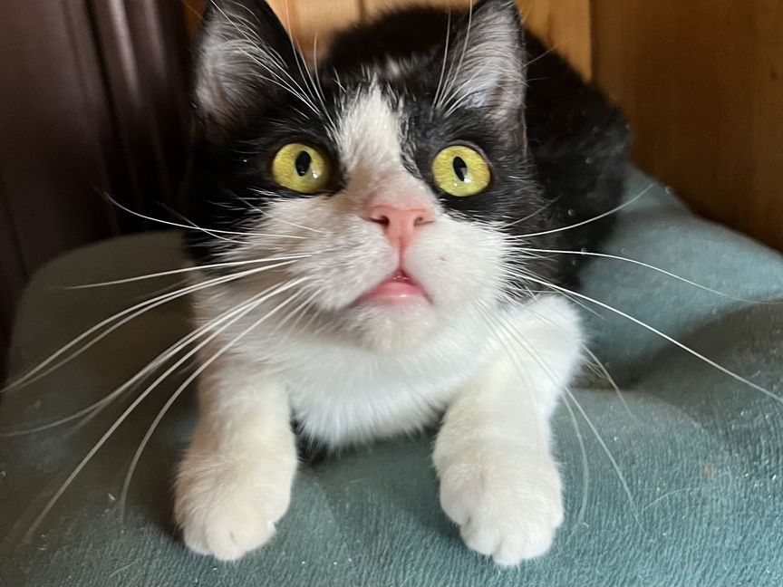 Кошка Катя в добрые руки