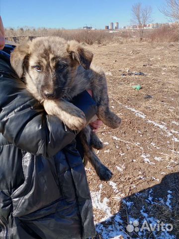 Тиграшенька ищет дом