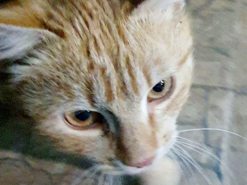 Рыжий котенок