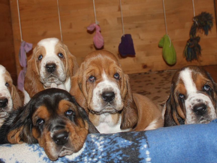 Бассет хаунд щенки